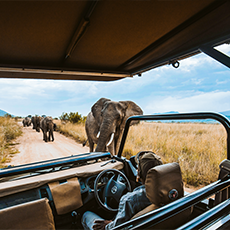 Guide Your Own Safari: An Offline, Interactive Ebook for Self-Drive Safaris